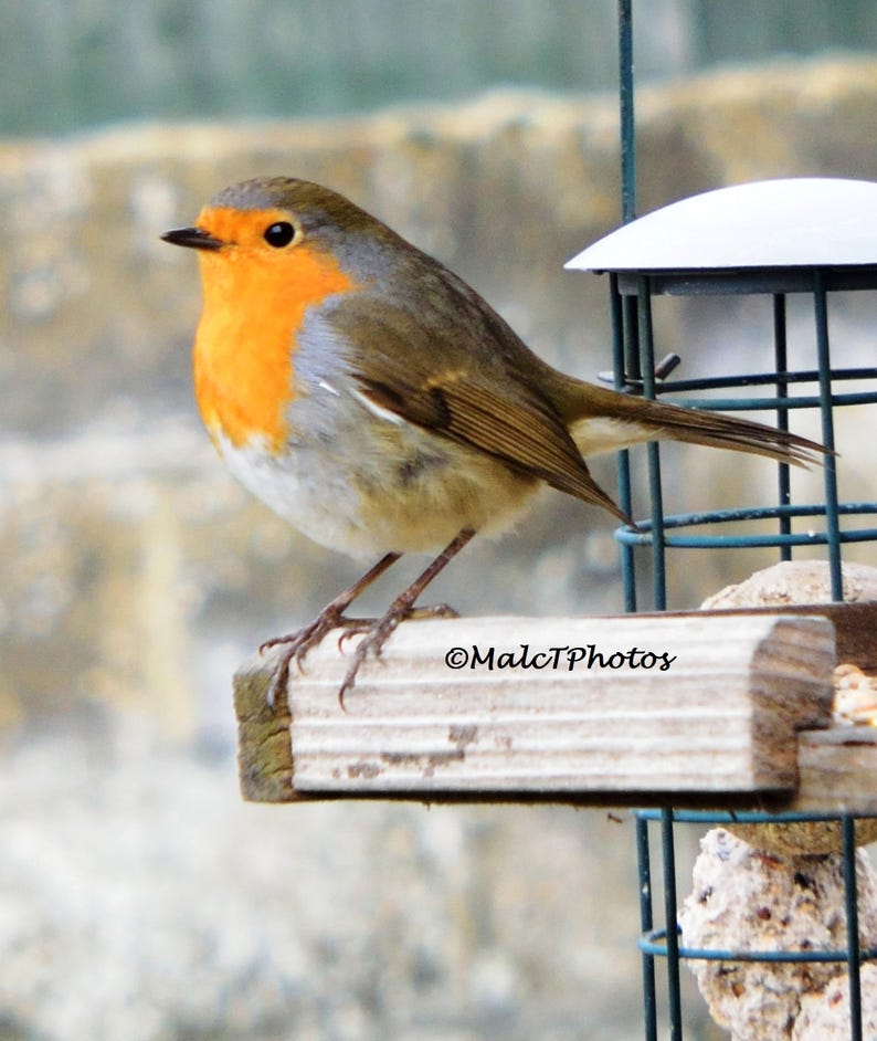 Robin Print, Wildlife Print, Nature Photograph, Color Photograph, Bird ...