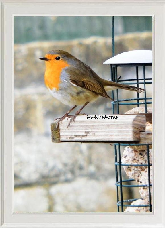 Robin Print, Wildlife Print, Nature Photograph, Color Photograph, Bird ...