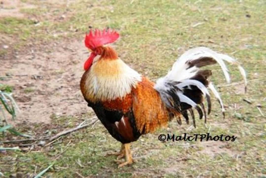 Colorful Cockerel Photograph: Wildlife Nature Print (A4 or A3 Size) - Etsy