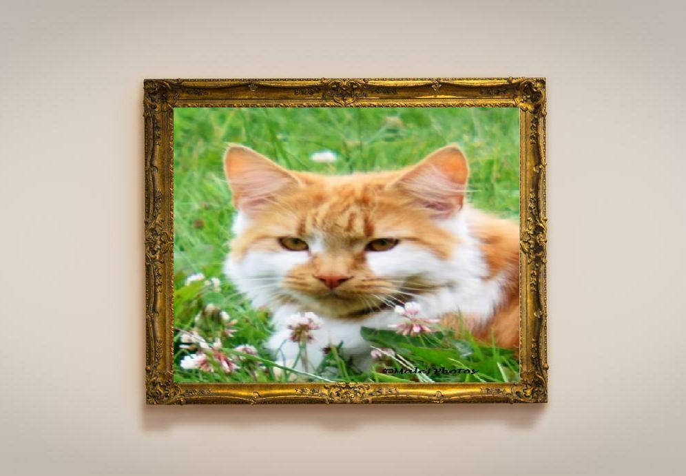 Cat Print, Pet Print, Cat Photograph, Color Photograph, Pet Photo, Pet ...