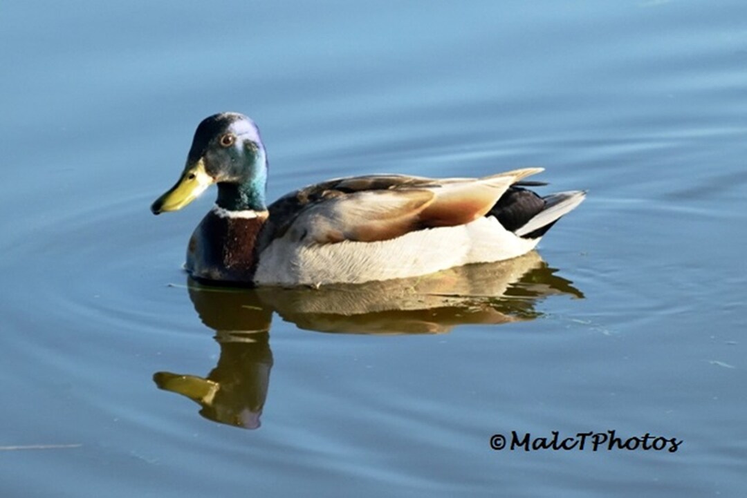 Mallard Duck Photograph: Vibrant Wildlife Print (A4 or A3 Size) - Etsy