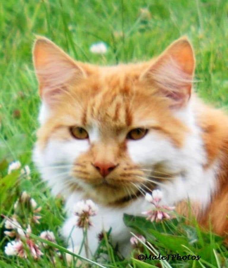 Cat Print, Pet Print, Cat Photograph, Color Photograph, Pet Photo, Pet ...