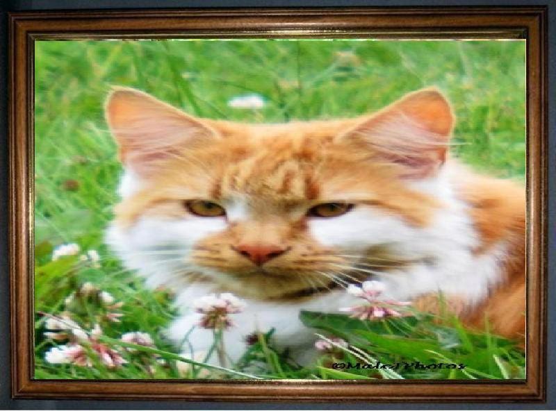 Cat Print, Pet Print, Cat Photograph, Color Photograph, Pet Photo, Pet ...