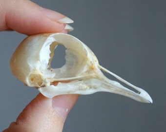 Real skull necklace | Etsy