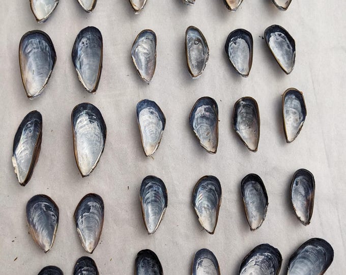 Blue Mussel Shells 30pcs Craft Bulk Shells Sailors Valentine Shell ...