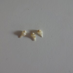 Baby Whelk Shell, 3mm - 5mm Tiny Lightning Whelk Shells - Etsy