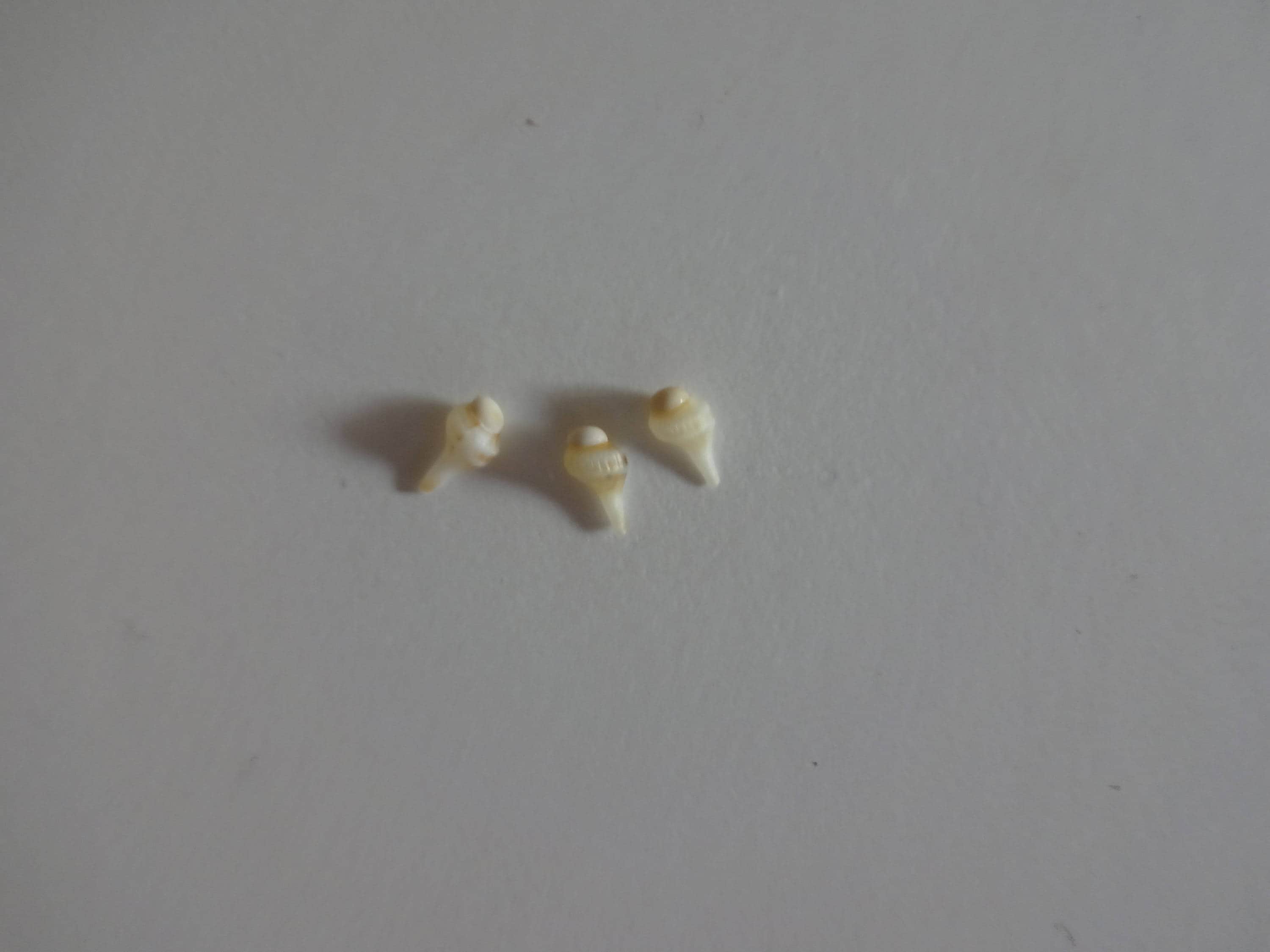 Baby Whelk Shell, 3mm - 5mm Tiny Lightning Whelk Shells - Etsy
