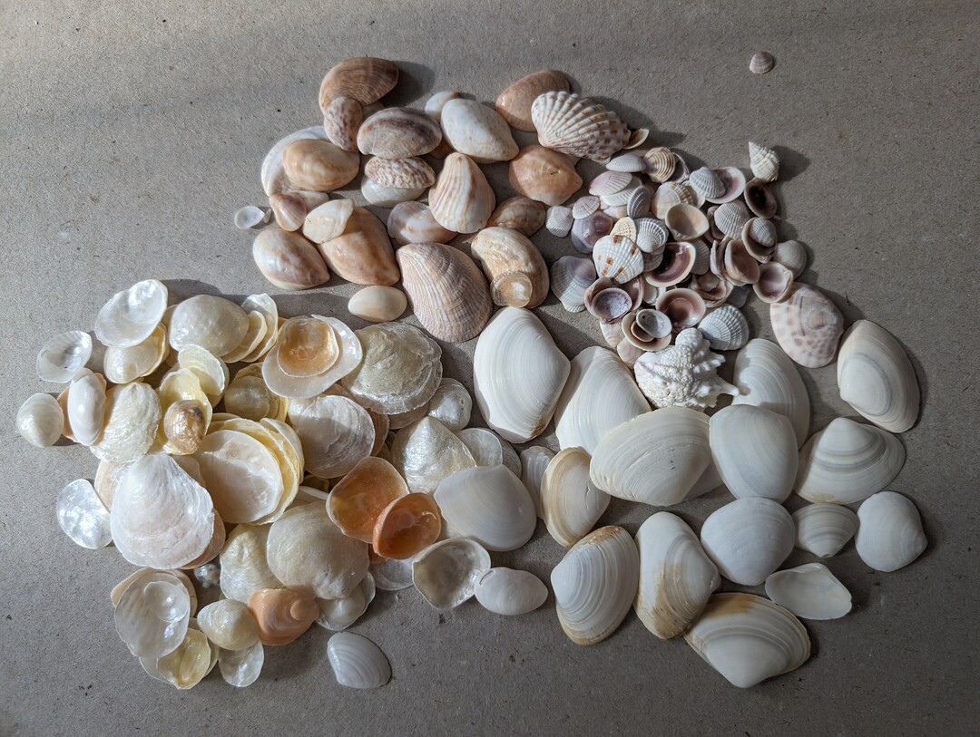 Mixed Craft Shells, White Shells, Sanibel Island Shells, Jingle Shells ...