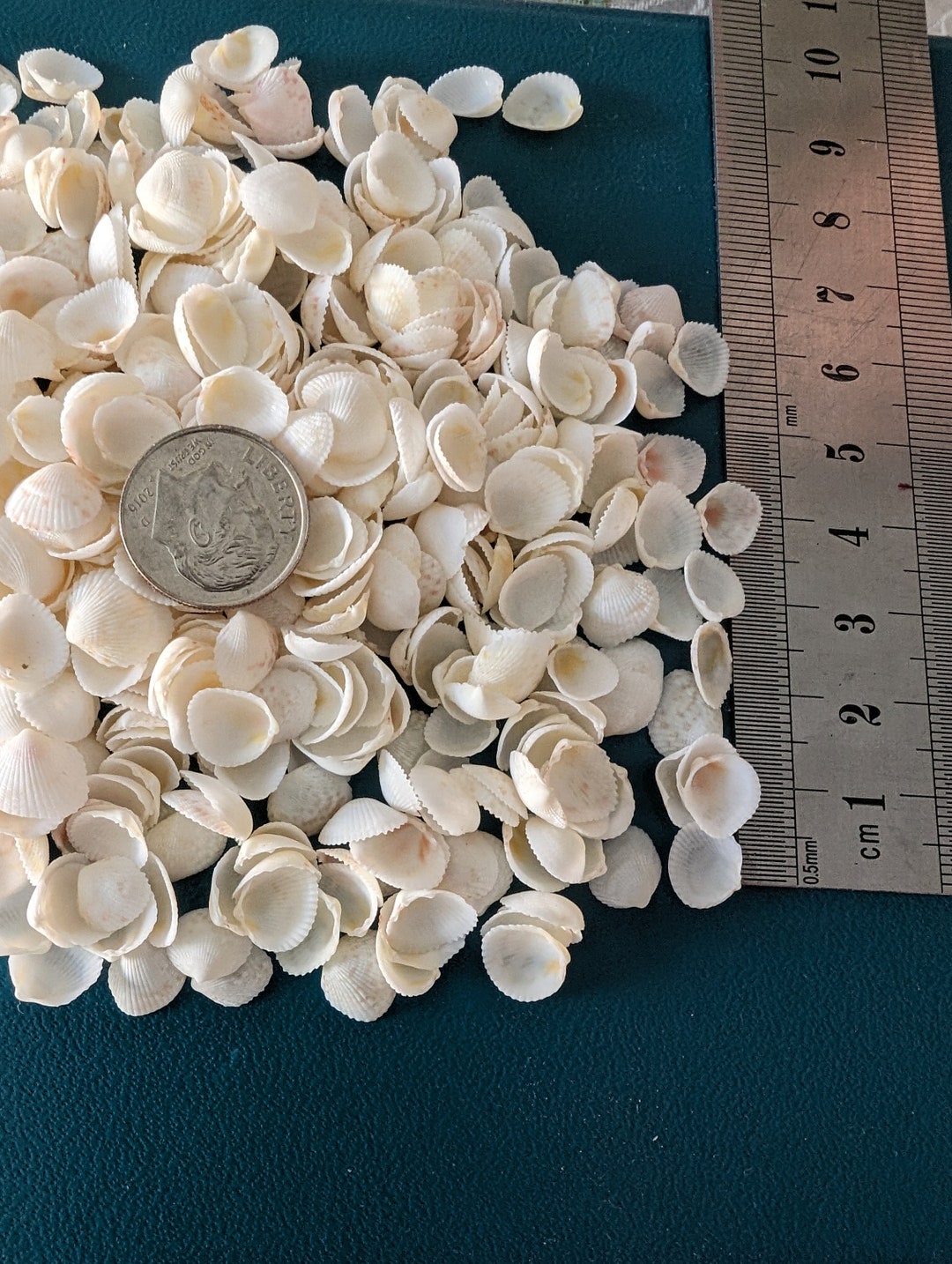 White Cup Shells 1/4 Cup, Sea Shells, Craft Shells Supplies, Sailor ...