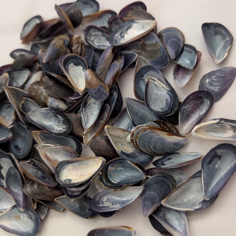 Mussel Shells - Etsy