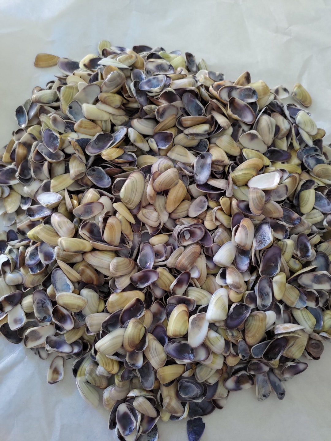 Coquina Shells 1/4 Cup, Sea Shells, Craft Shells Supplies, Sailors ...