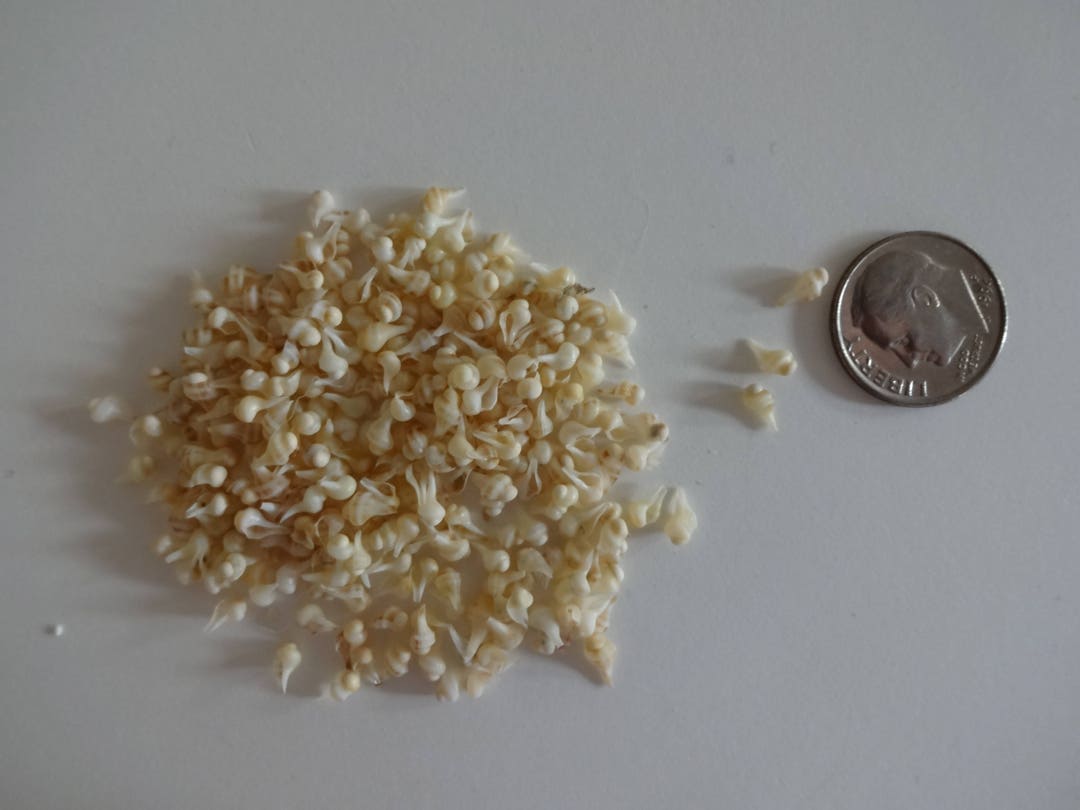 Baby Whelk Shell, 3mm - 5mm Tiny Lightning Whelk Shells - Etsy