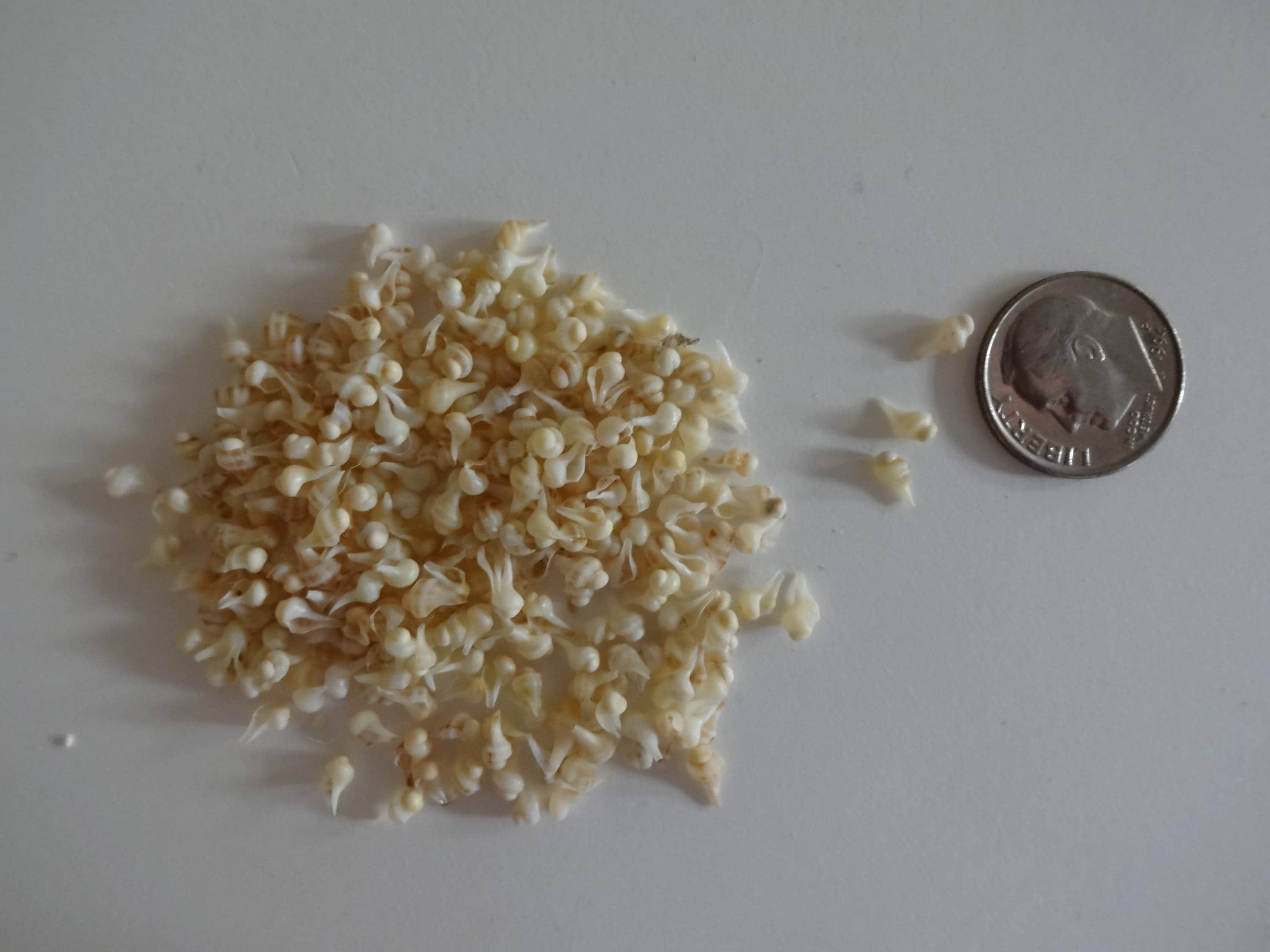 Baby Whelk Shell 3mm 5mm Tiny Lightning Whelk Shells - Etsy