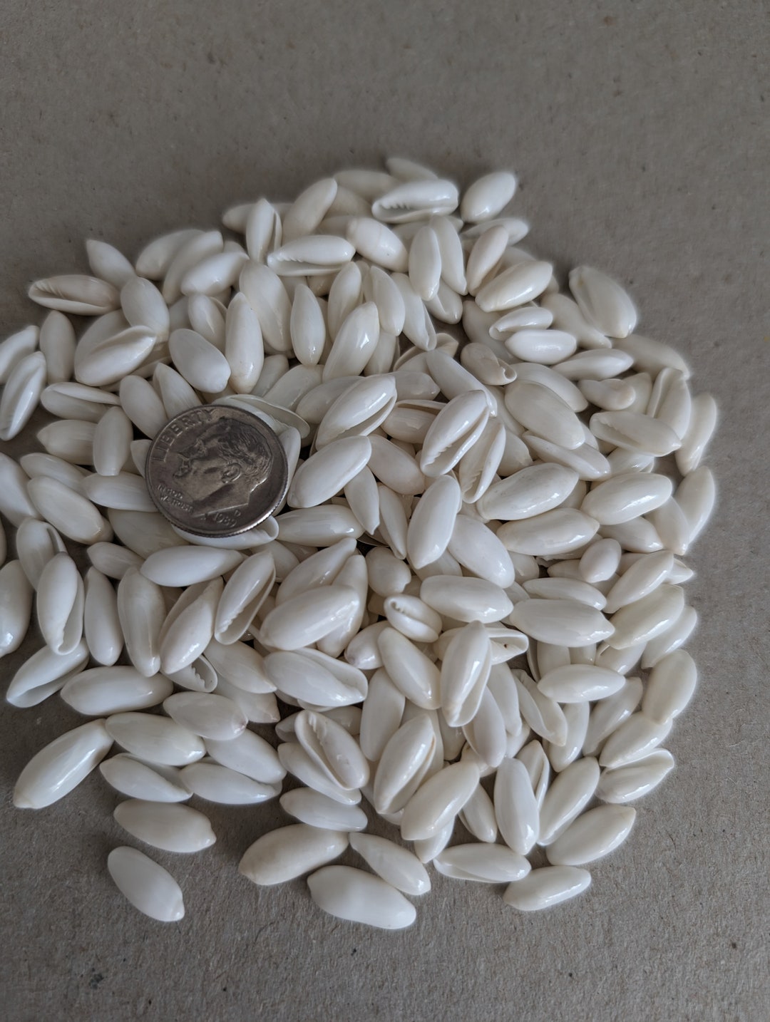Rice Shells (100), Sea Shells, Marginella Shells, Craft Shells Supplies ...