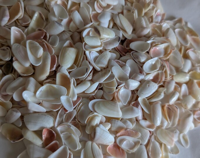 Coquina Shells 1/4 Cup, Sea Shells, Craft Shells Supplies, Sailors ...