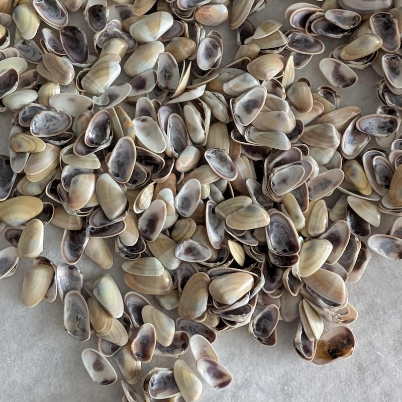 Bulk Seashells - Etsy