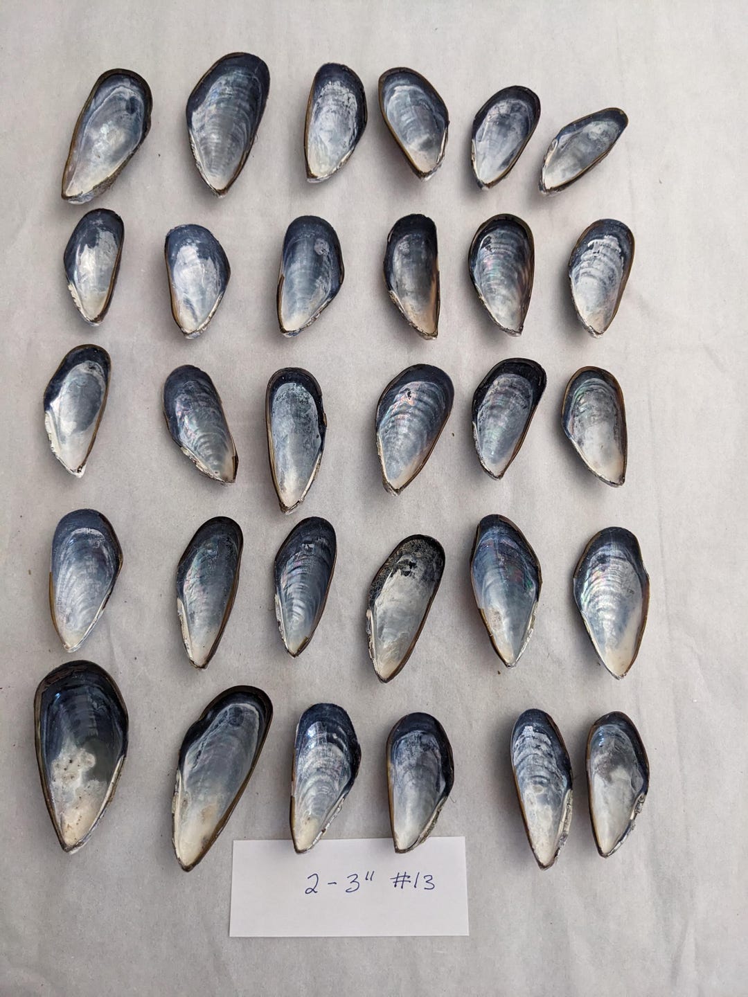 Blue Mussel Shells 30pcs Craft Bulk Shells Sailors Valentine Shell ...
