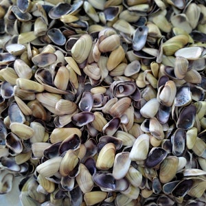 Coquina Shells 1/4 Cup, Sea Shells, Craft Shells Supplies, Sailors ...