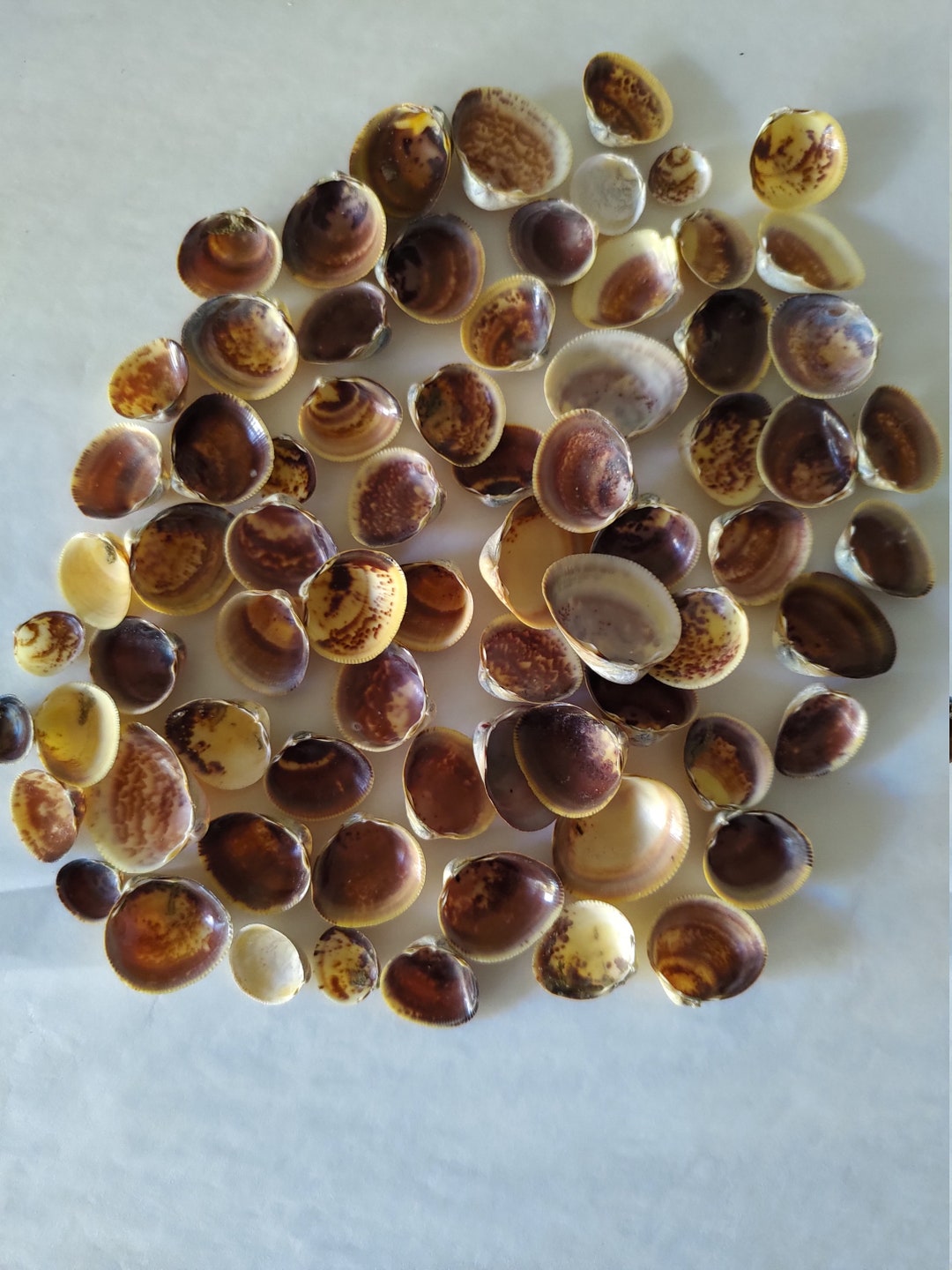 Egg Cockle Shells, 50 Scallop Shells, Craft Shells, Bulk Shells ...