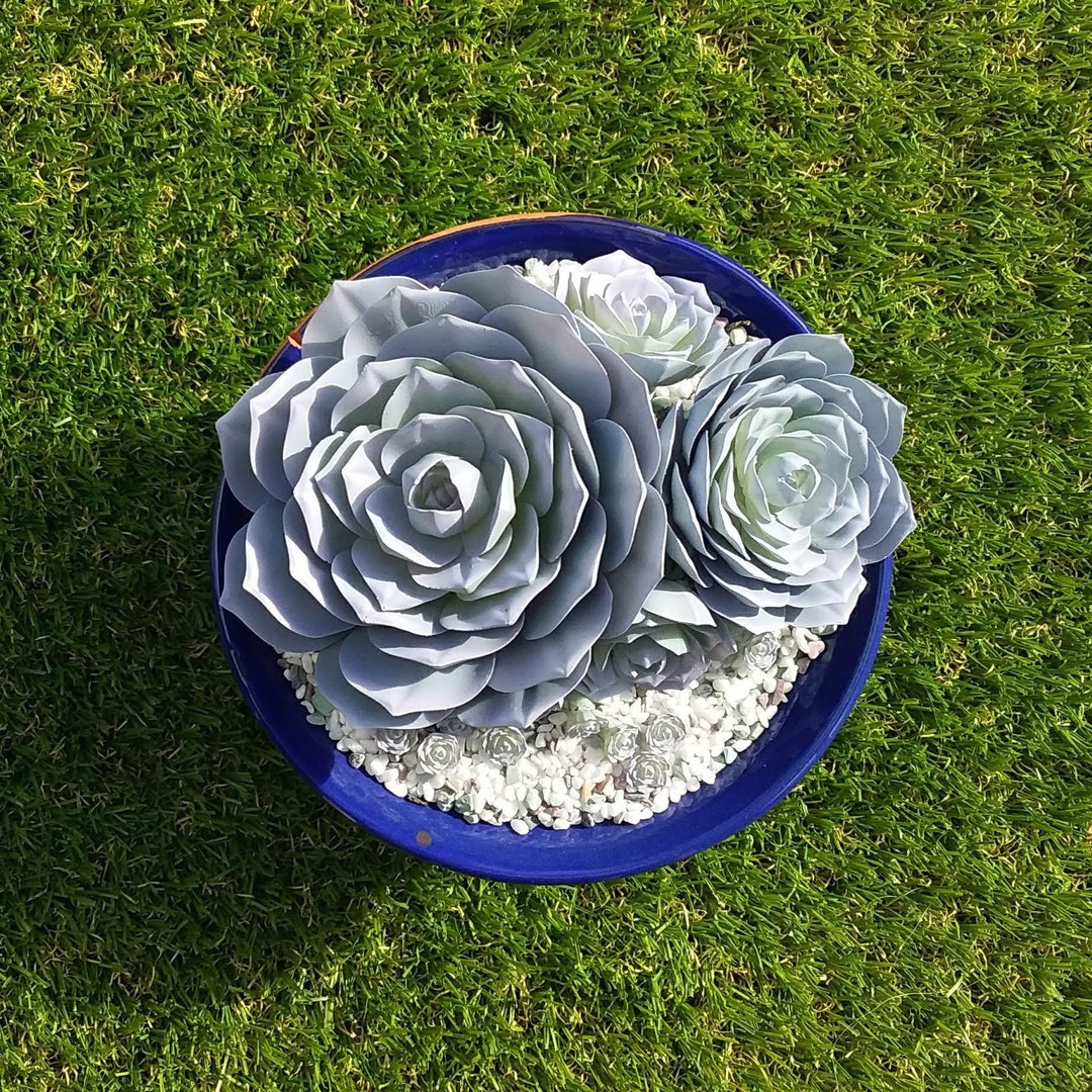 Echeveria Lola Succulent 3D Model: STL Files for Resin Printing ...