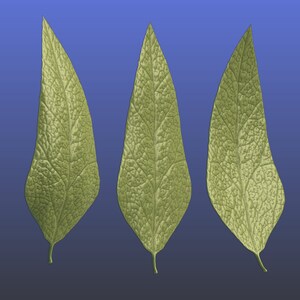 Fine Detail Leaves. STL Files for Resin 3D Printing. Digital - Etsy