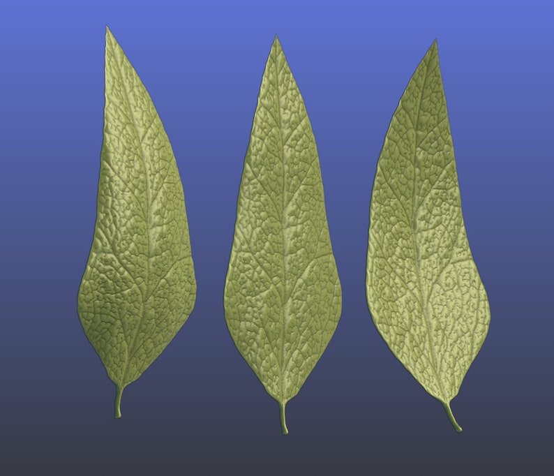 Fine Detail Leaves. STL Files for Resin 3D Printing. Digital Download ...