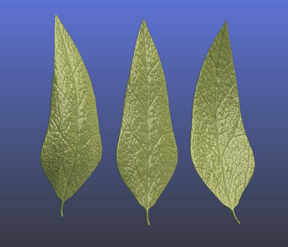 Fine Detail Leaves. STL Files for Resin 3D Printing. Digital Download ...