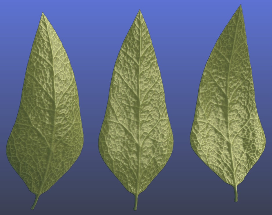 Fine Detail Leaves. STL Files for Resin 3D Printing. Digital Download ...