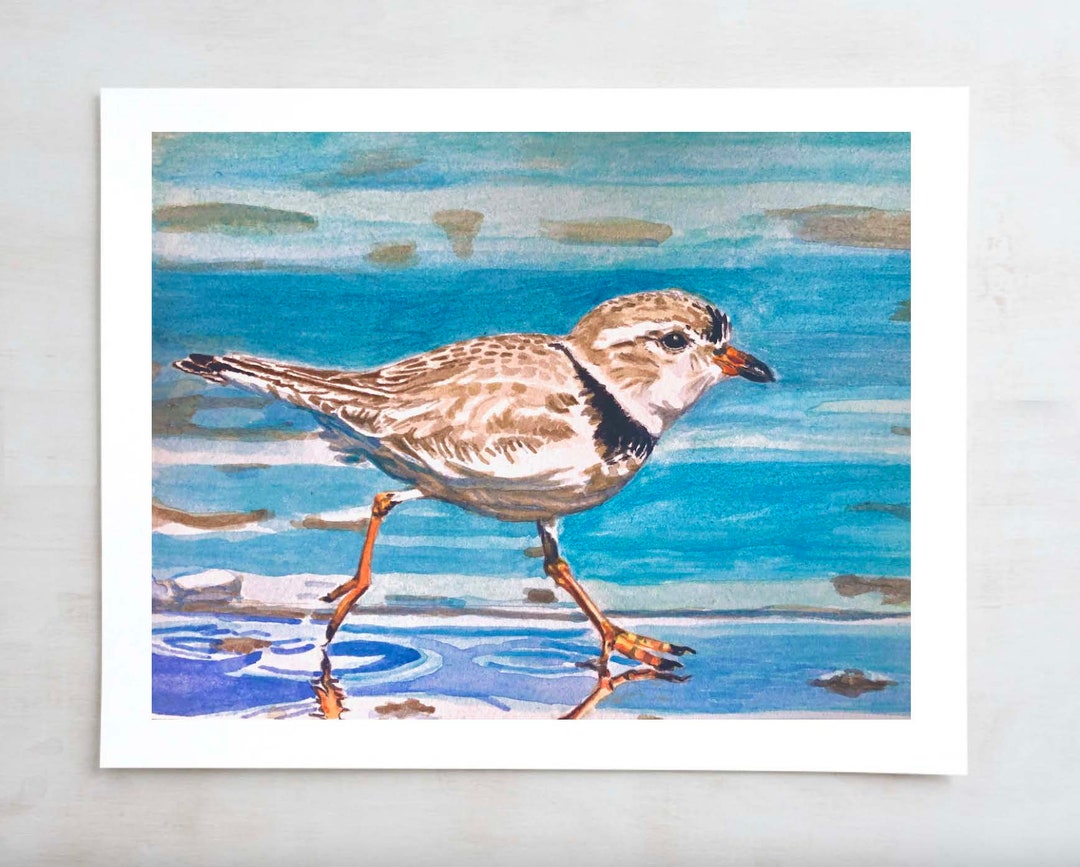 PIPING PLOVER Art Print Watercolor Painting Wall Art Bird - Etsy