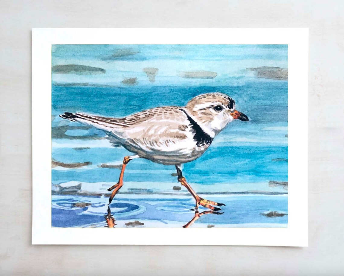 PIPING PLOVER Art Print, Watercolor Painting, Wall Art, Bird Decor - Etsy