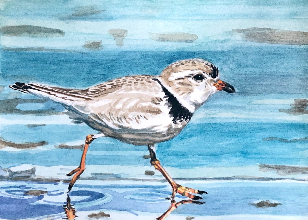 PIPING PLOVER Art Print, Watercolor Painting, Wall Art, Bird Decor - Etsy