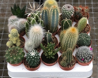 PlantiqueGlasgow - Etsy UK