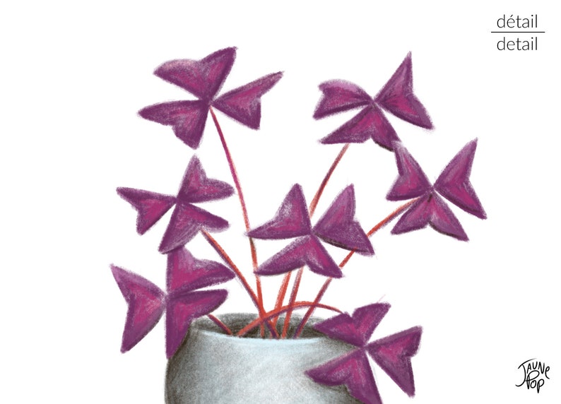 Postcard Oxalis Triangularis Plant Illustration on Small - Etsy