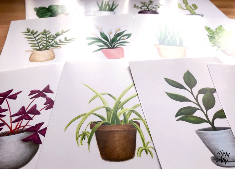 Postcard Oxalis Triangularis Plant Illustration on Small - Etsy