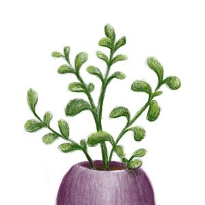 Illustration of Jade Plant on Postcard 5 X 7, Small Plant Poster Art ...