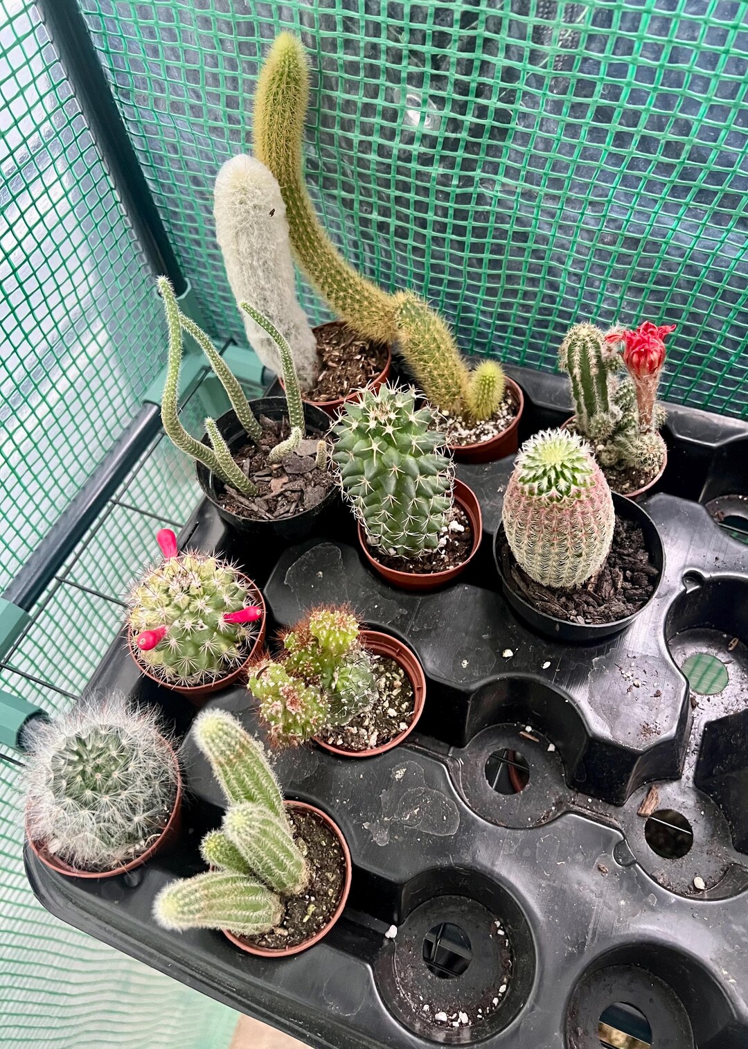10 Pack of Cactus Plants, 2 Inch Assorted Cactus Bundle, Cactus ...