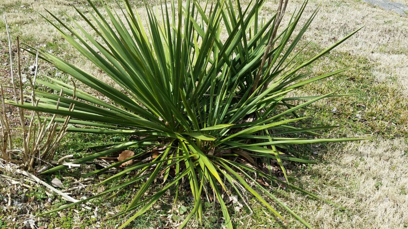 Yucca Plants Offer of TWO LIVE Spike Needle Plants Will Bloom White ...
