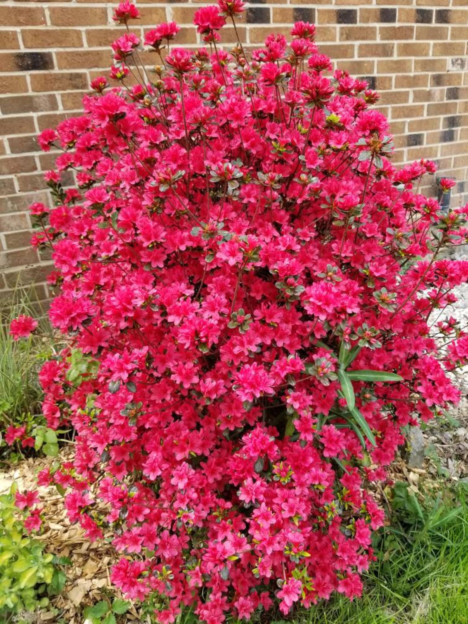 Fushia Pink Azalea LIVE Branch Cuttings - Set of 3 Cuttings - Cut Fresh ...