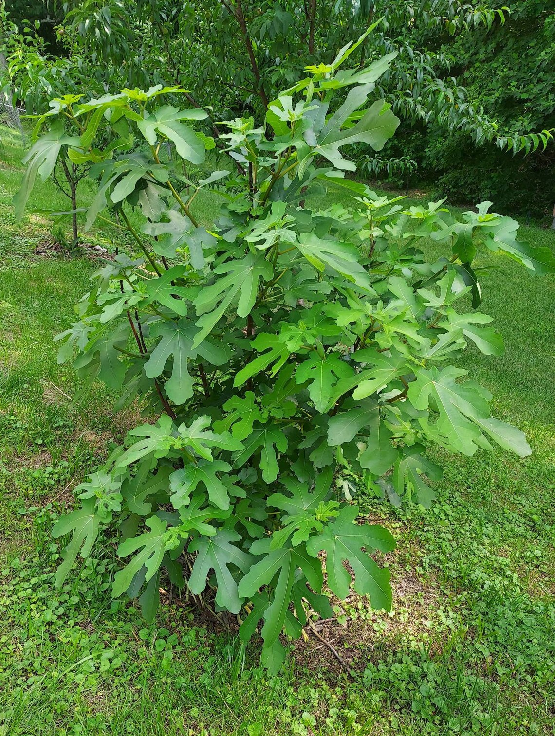 Fresh Cut Ficus Carica 'celeste' Fig LIVE Plant Cuttings - Offer of ...