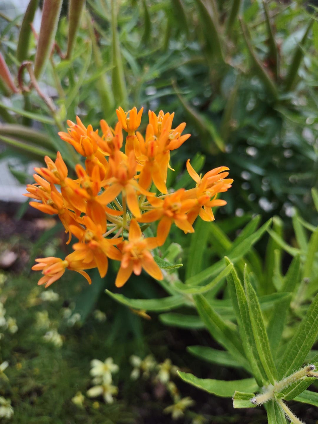 Seeds: Asclepias Tuberosa Butterfly Weed Orange Seeds Native Wildflower ...