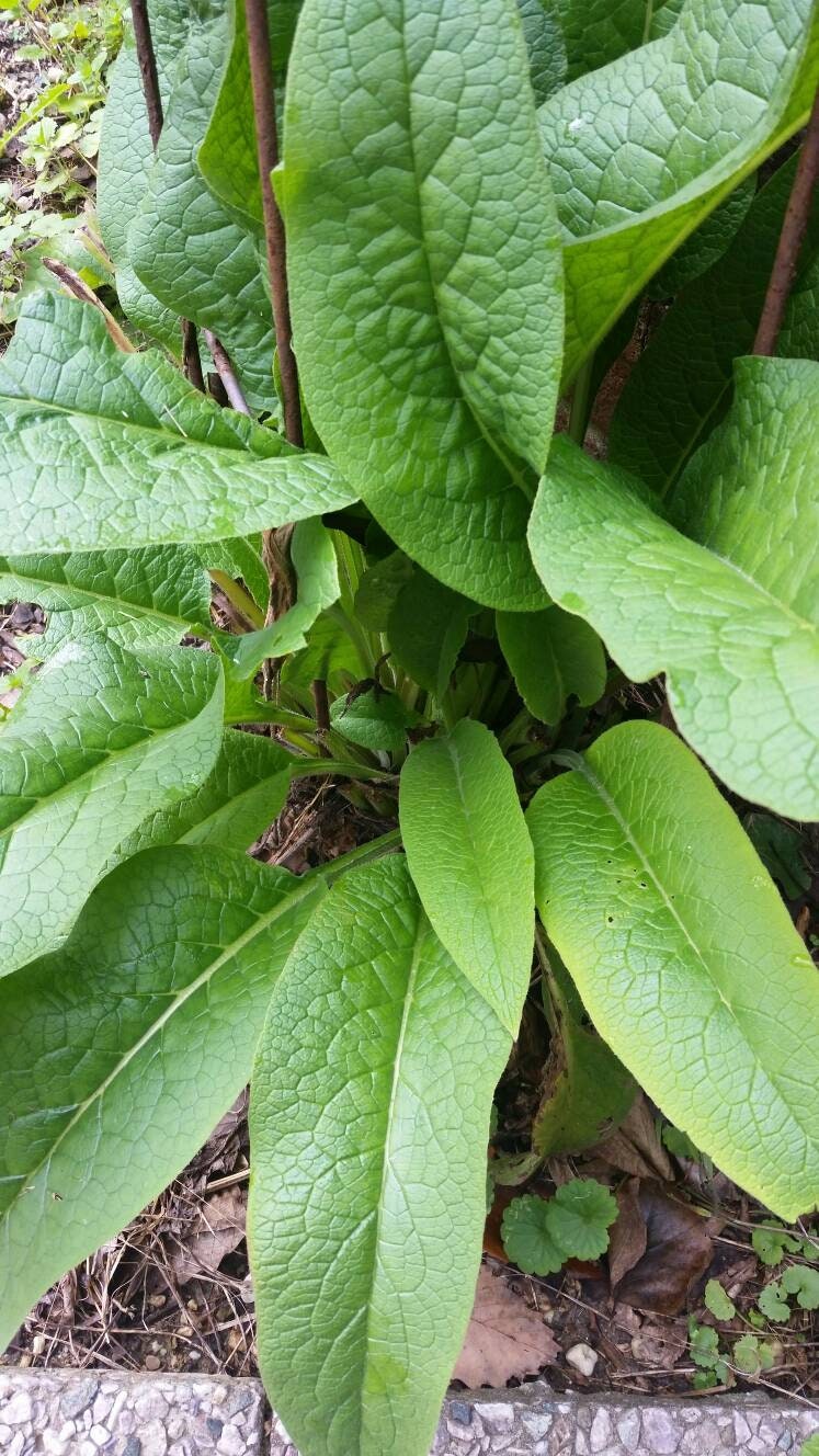 Comfrey Leaf