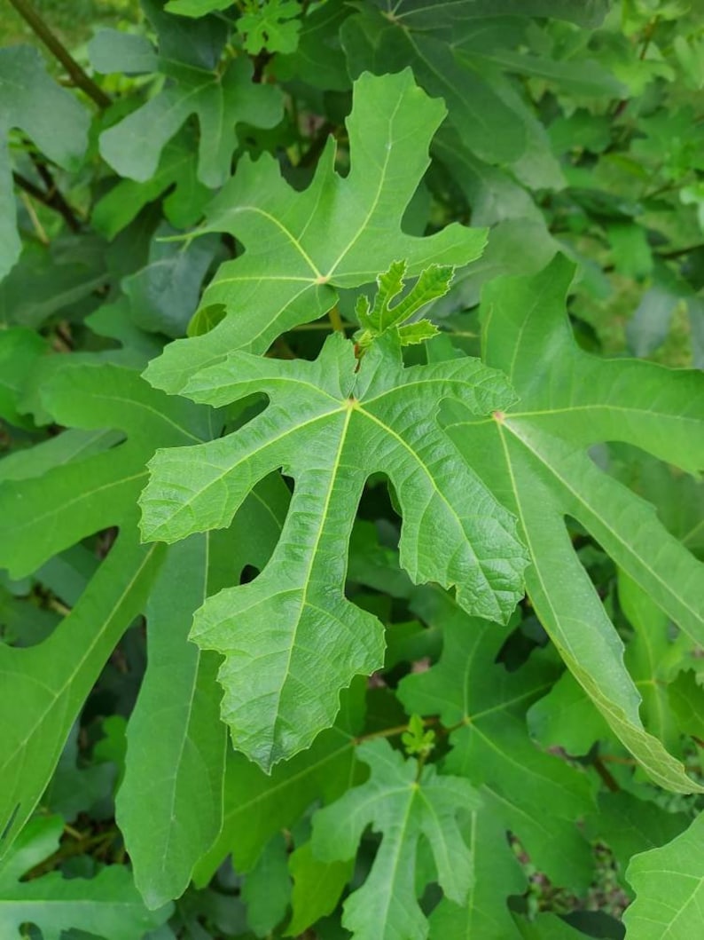 Fresh Cut Ficus Carica 'celeste' Fig LIVE Plant Cuttings - Offer of ...