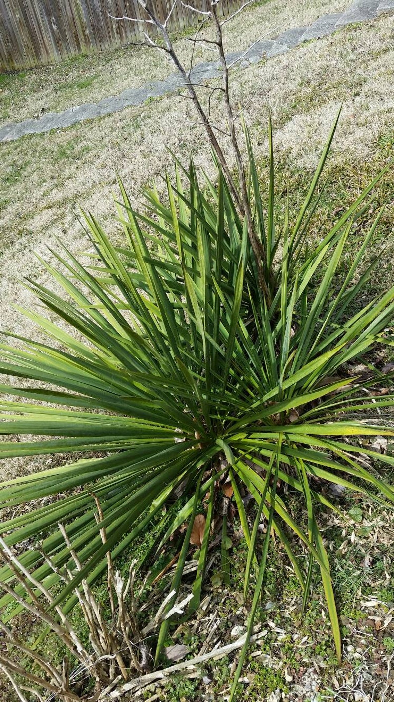 Yucca Plants Offer of TWO LIVE Spike Needle Plants Will Bloom White ...
