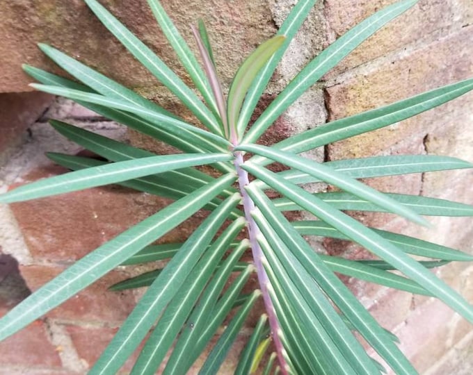 The Mole Plant Euphorbia Lathyris GOPHER SPURGE 3 LIVE - Etsy