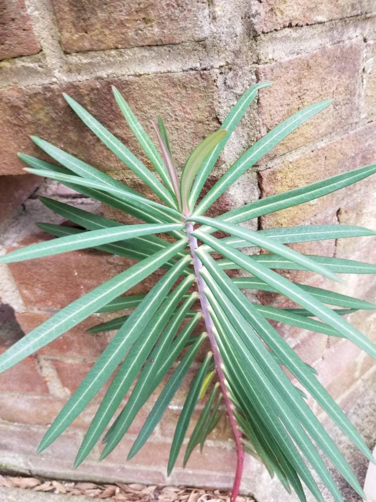 Gopher Spurge Euphorbia Lathyris Packet Of 10 Seeds About Caper Spurge