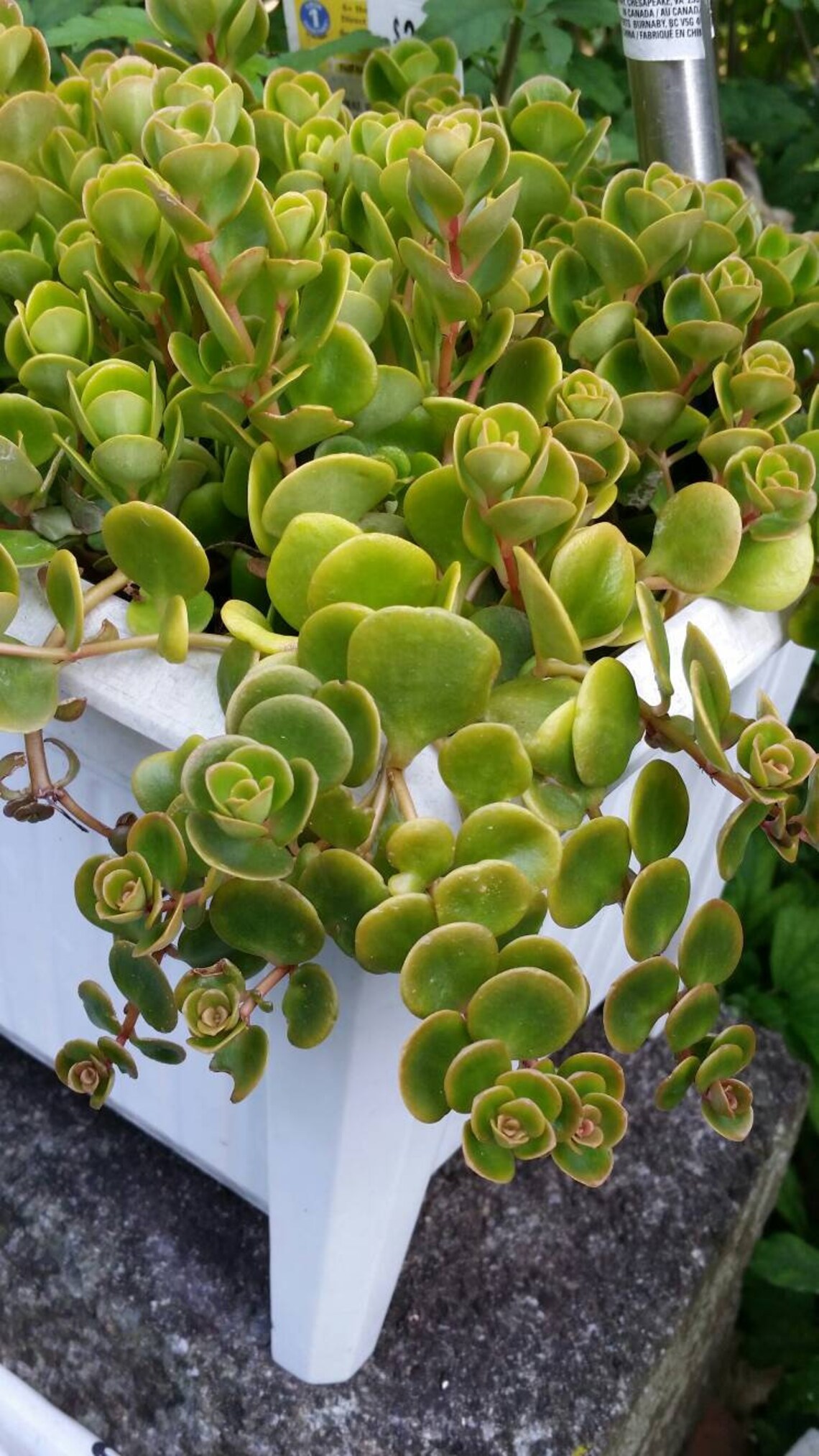 Coral Reef Sedum Succulent Trailing LIVE Unrooted Plant Annual or ...