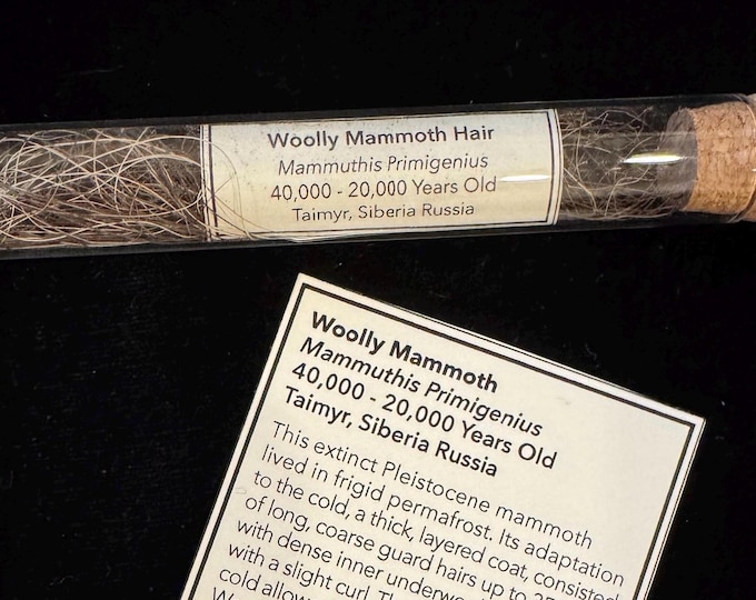 Extinct Woolly Mammoth Hair in Corked Glass Test Tube | 40k-20k Years ...