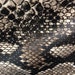 Sale Snake Print on Spandex Fabric Sold by the Yard Brown - Etsy