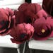 Giant Maroon Paper Flower Backdrop,giant Paper Flower Wedding Backdrop ...