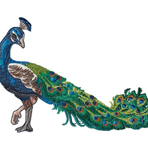 Peacock Machine Embroidery Design 2 Sizes - Etsy